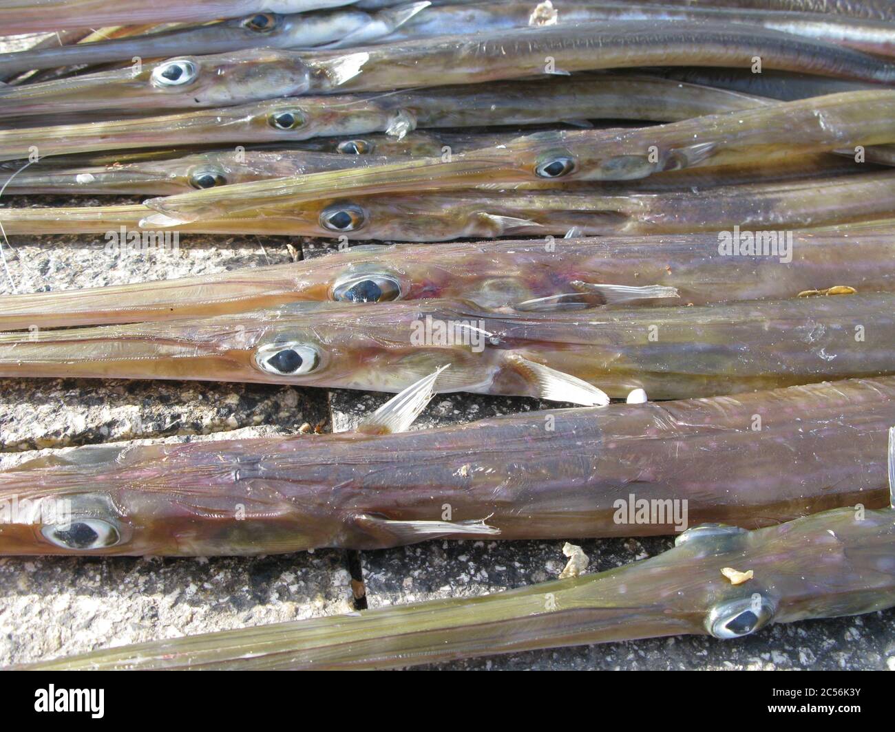 Trumpetfish prey hi-res stock photography and images - Alamy