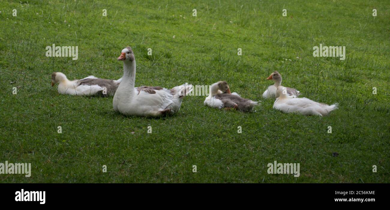Group of geese sitting on the green field Stock Photo - Alamy