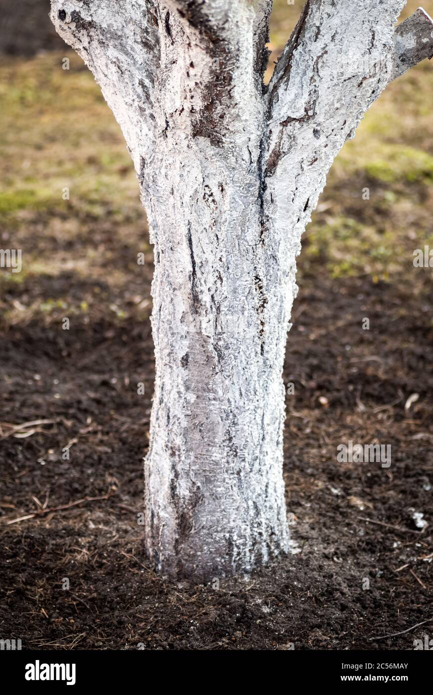 Protection of garden trees by painting from pests Stock Photo - Alamy