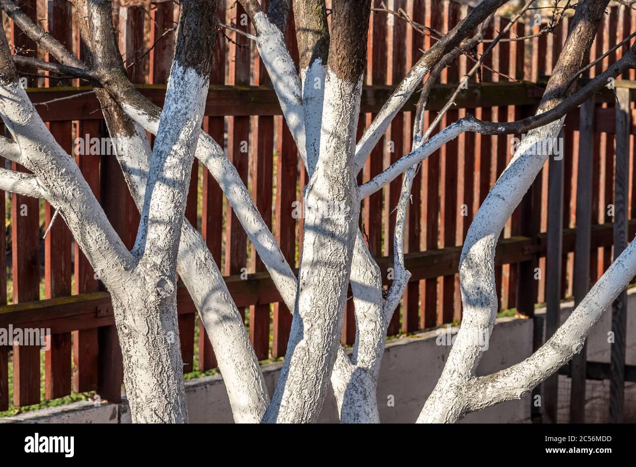 Protection of garden trees by painting from pests Stock Photo - Alamy