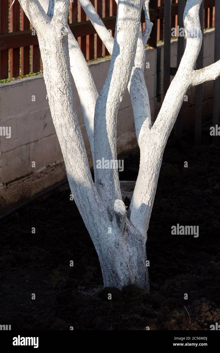 Protection of garden trees by painting from pests Stock Photo - Alamy