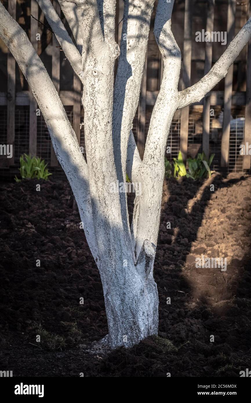 Protection of garden trees by painting from pests Stock Photo - Alamy
