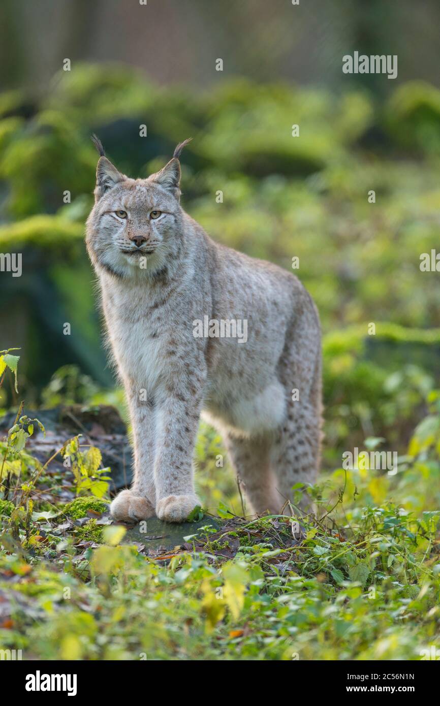 European Lynx, Lynx lynx Stock Photo - Alamy