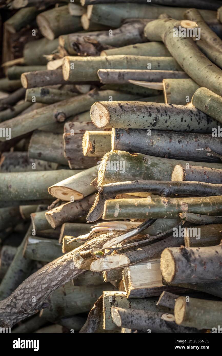 Brushwood High Resolution Stock Photography and Images - Alamy