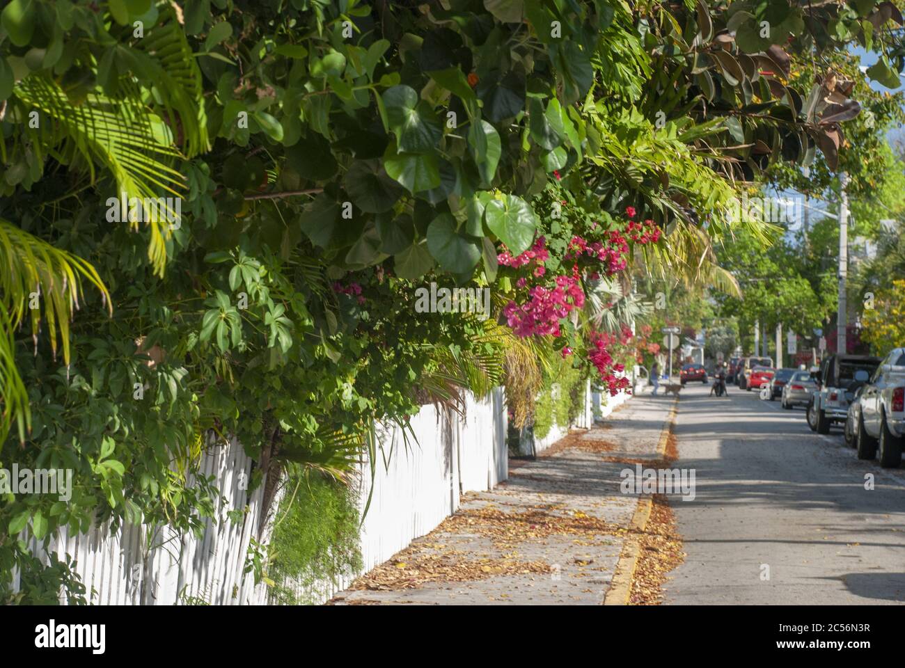 Beautiful shot of a pathway filled with plants and cars on each side ...