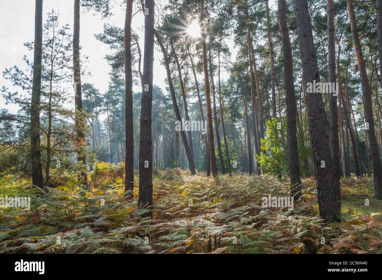 Pine forest with sun, Nature Reserve, Moenchbruch, near Moerfelden and ...