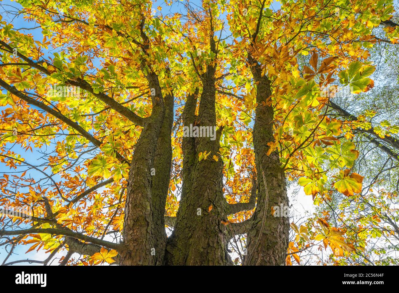 Chestnut tree in autumn, Nature Reserve, Moenchbruch, near Moerfelden ...