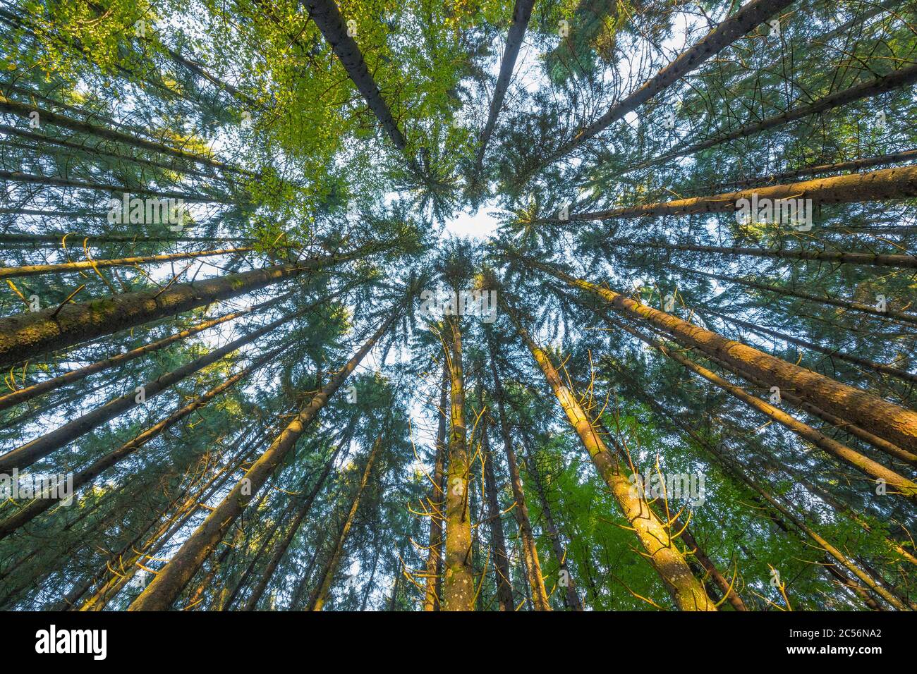Look into the treetops of a coniferous forest Stock Photo - Alamy