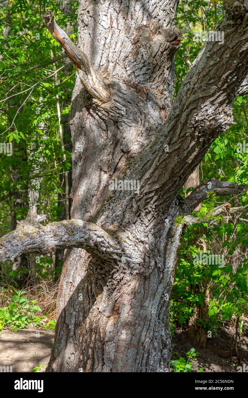 Old dry trunk of an ancient oak Stock Photo - Alamy