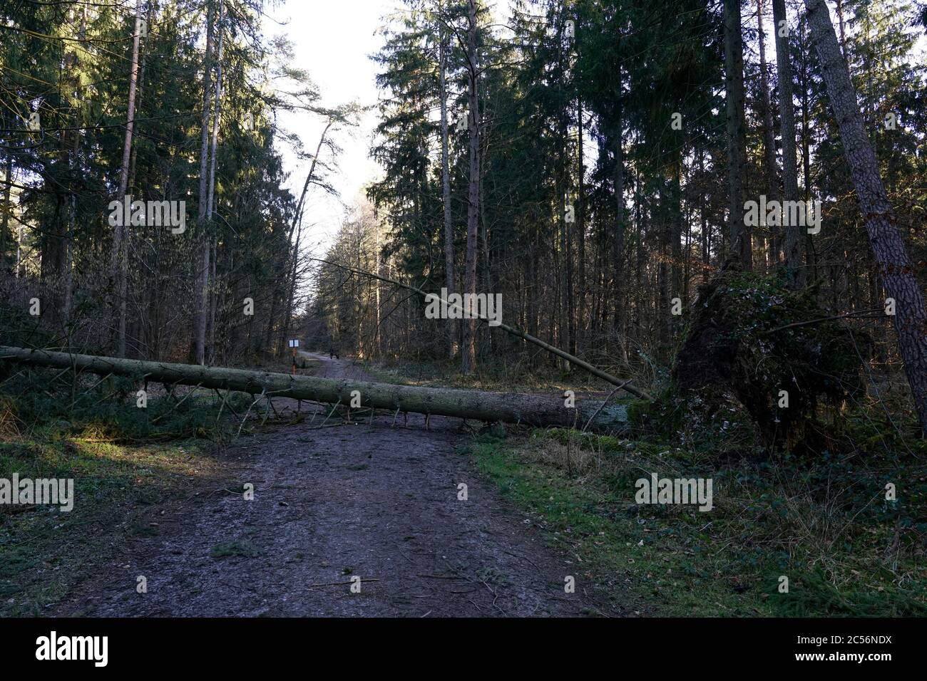 Germany, Bavaria, Upper Bavaria, Altötting, Altöttinger Forest, fallen ...