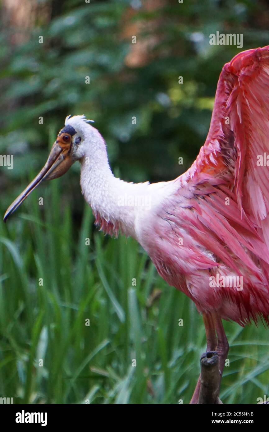 Long flat beak hi-res stock photography and images - Alamy