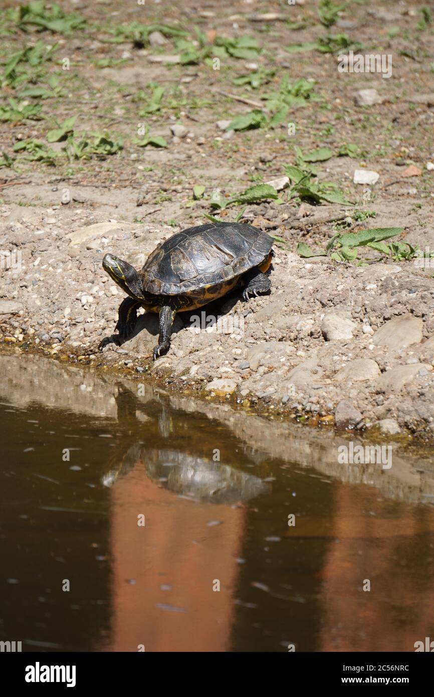 Vertical shot of a turtle reflected on the pond Stock Photo - Alamy