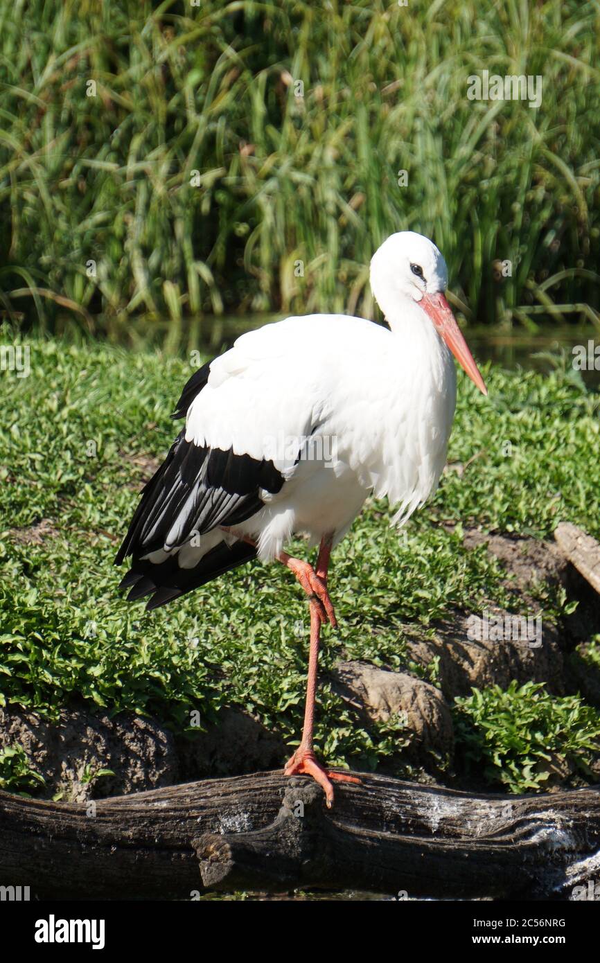 Vertical shot of a white stork on the log in the nature Stock Photo - Alamy