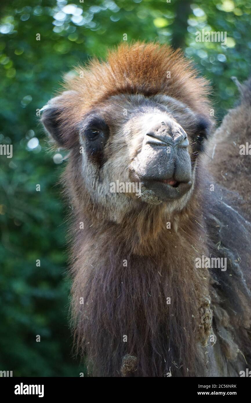 Vertical shot of a camel with green leaves on the blurred background ...
