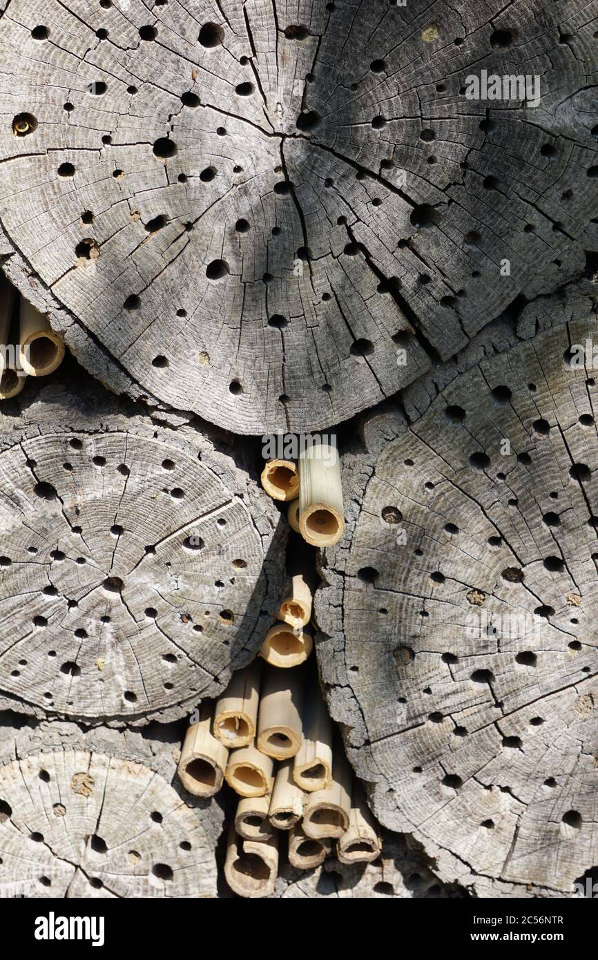Invertebrate bug hotel insect house hi-res stock photography and images ...