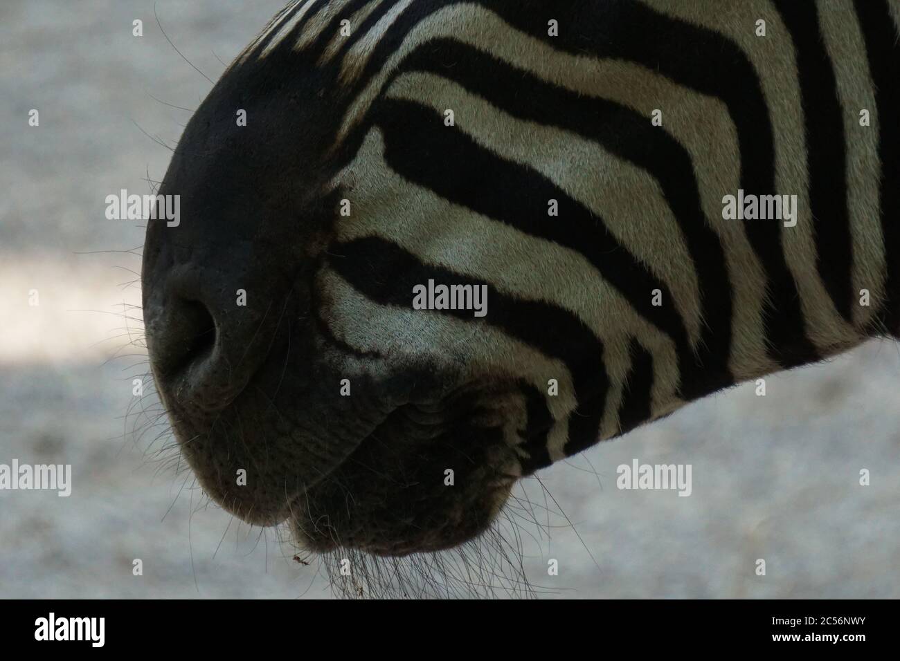 Selective focus closeup shot of a zebra snout - perfect for background ...