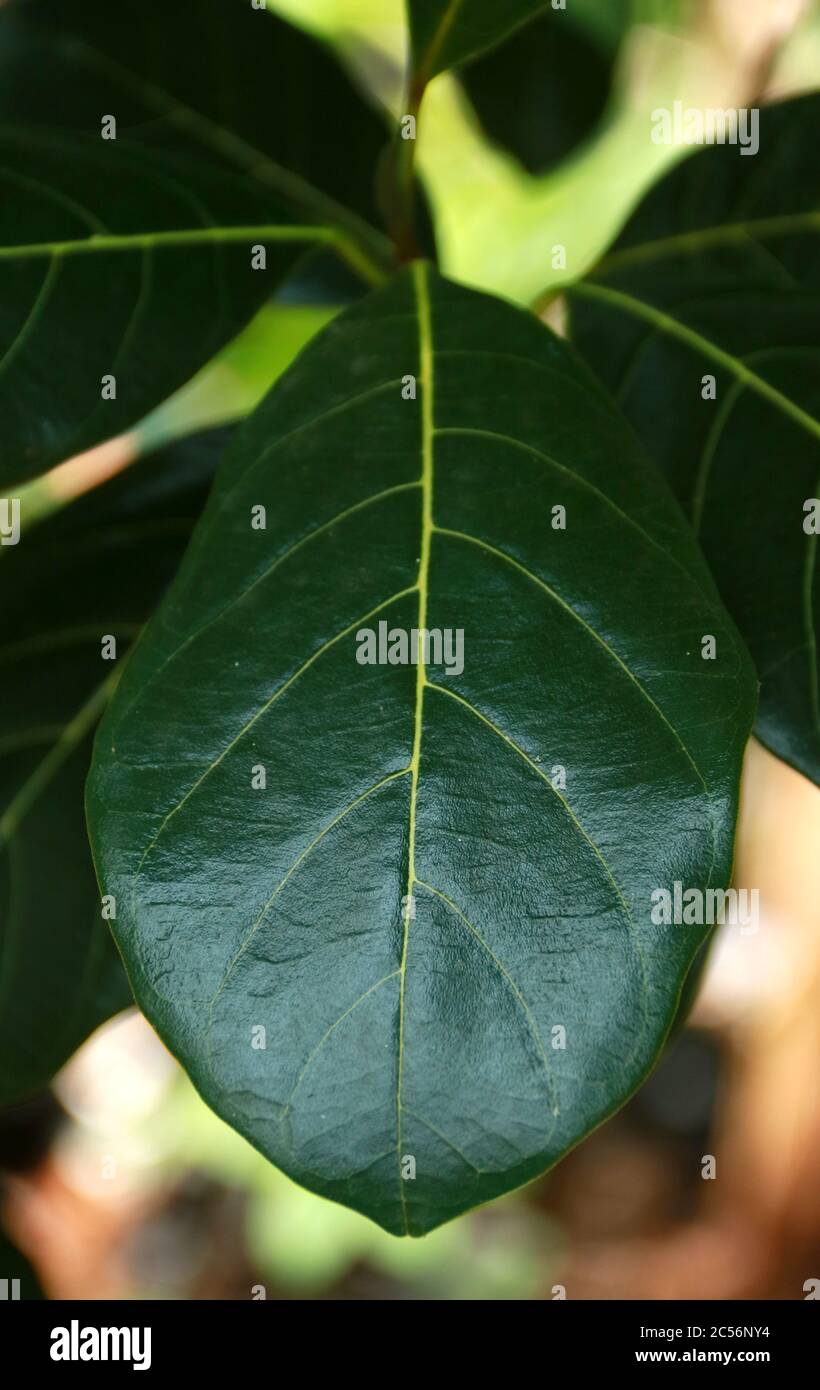Jackfruit leaves on tree. It's leaves have rich calcium and helps to ...
