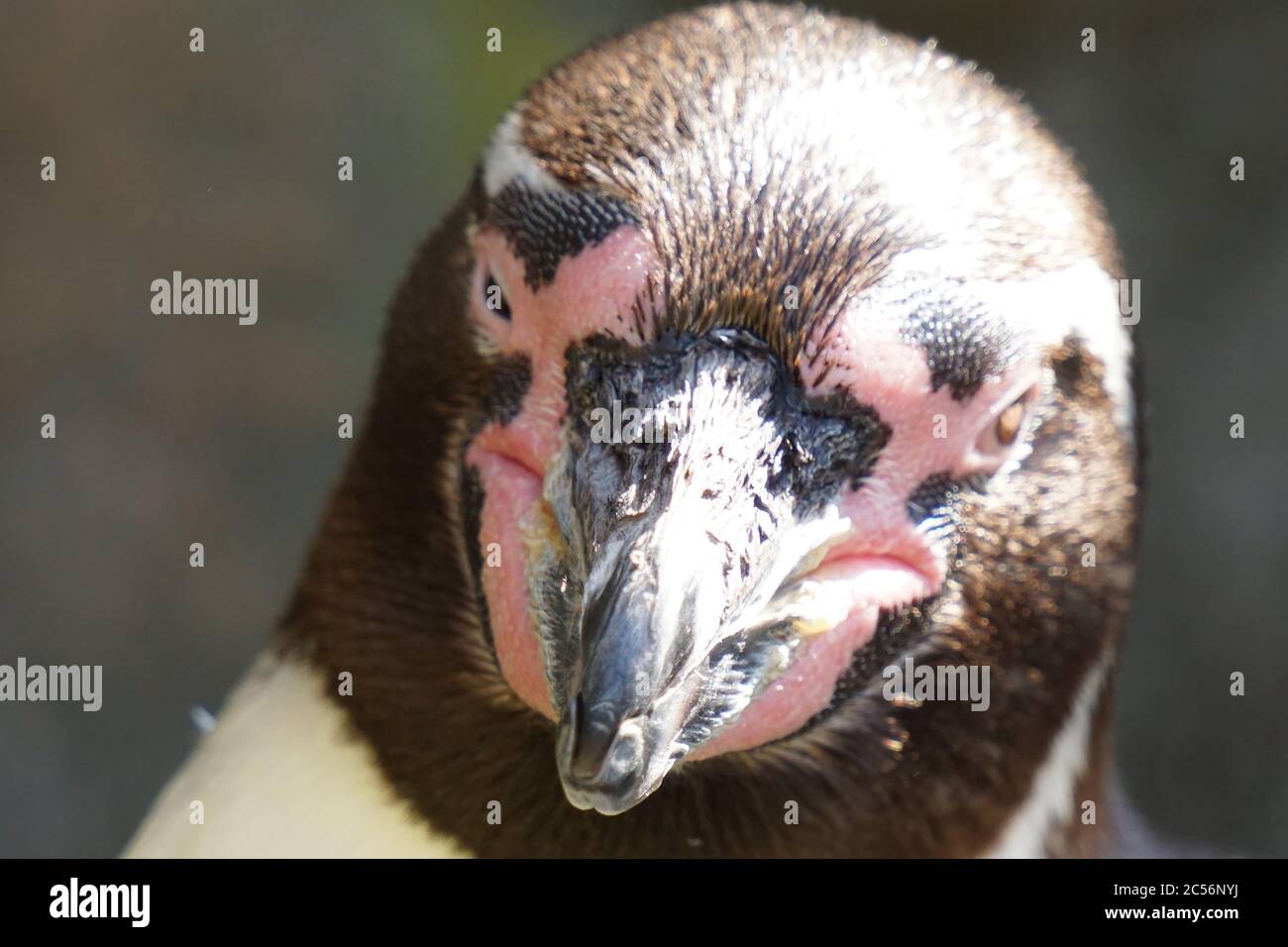 Selective focus shot of a penguin head Stock Photo - Alamy