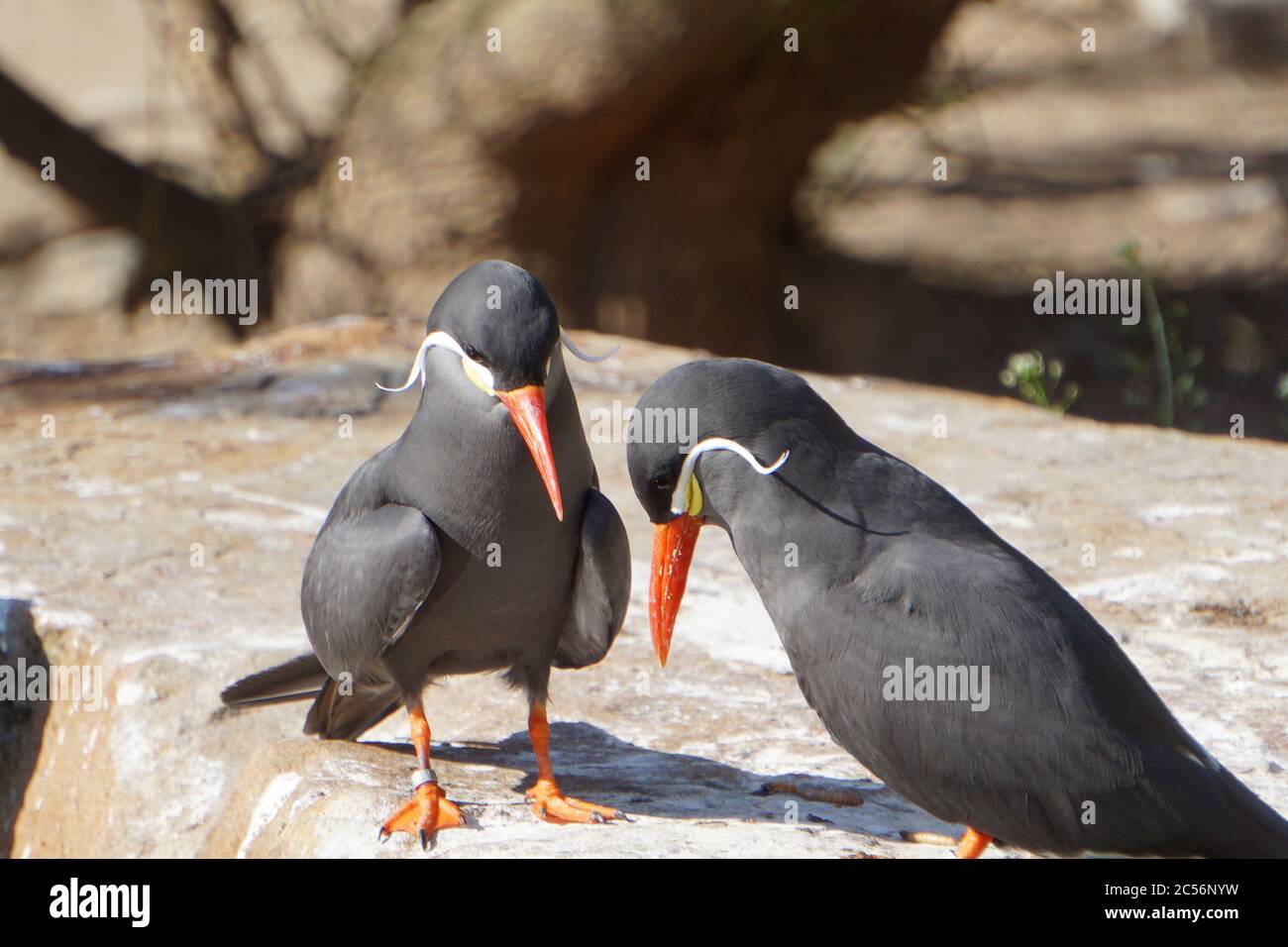 Selective focus shot of two Inca terns on the stone Stock Photo - Alamy