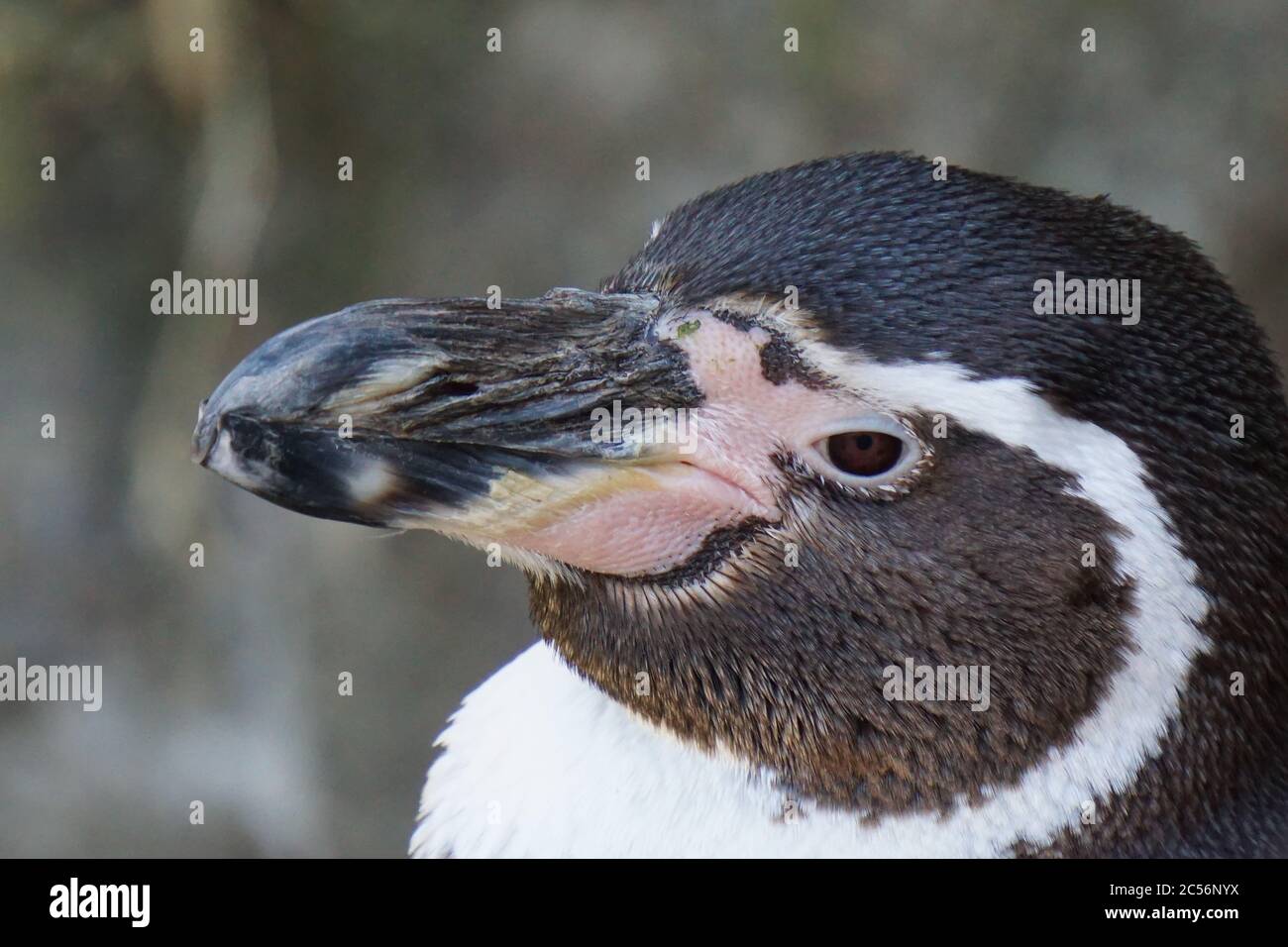 Selective focus shot of a penguin head Stock Photo - Alamy