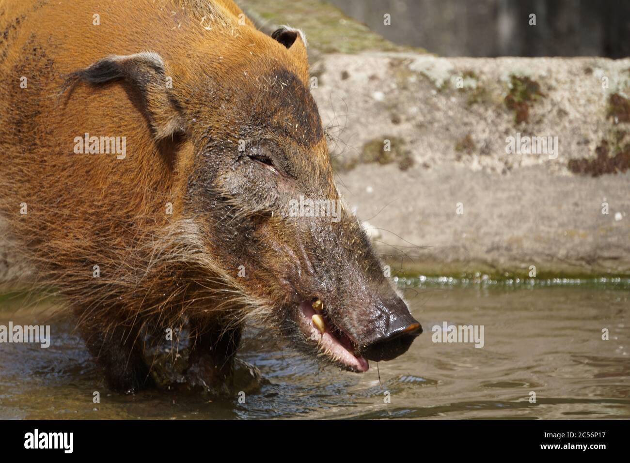 Wet groundhog hi-res stock photography and images - Alamy