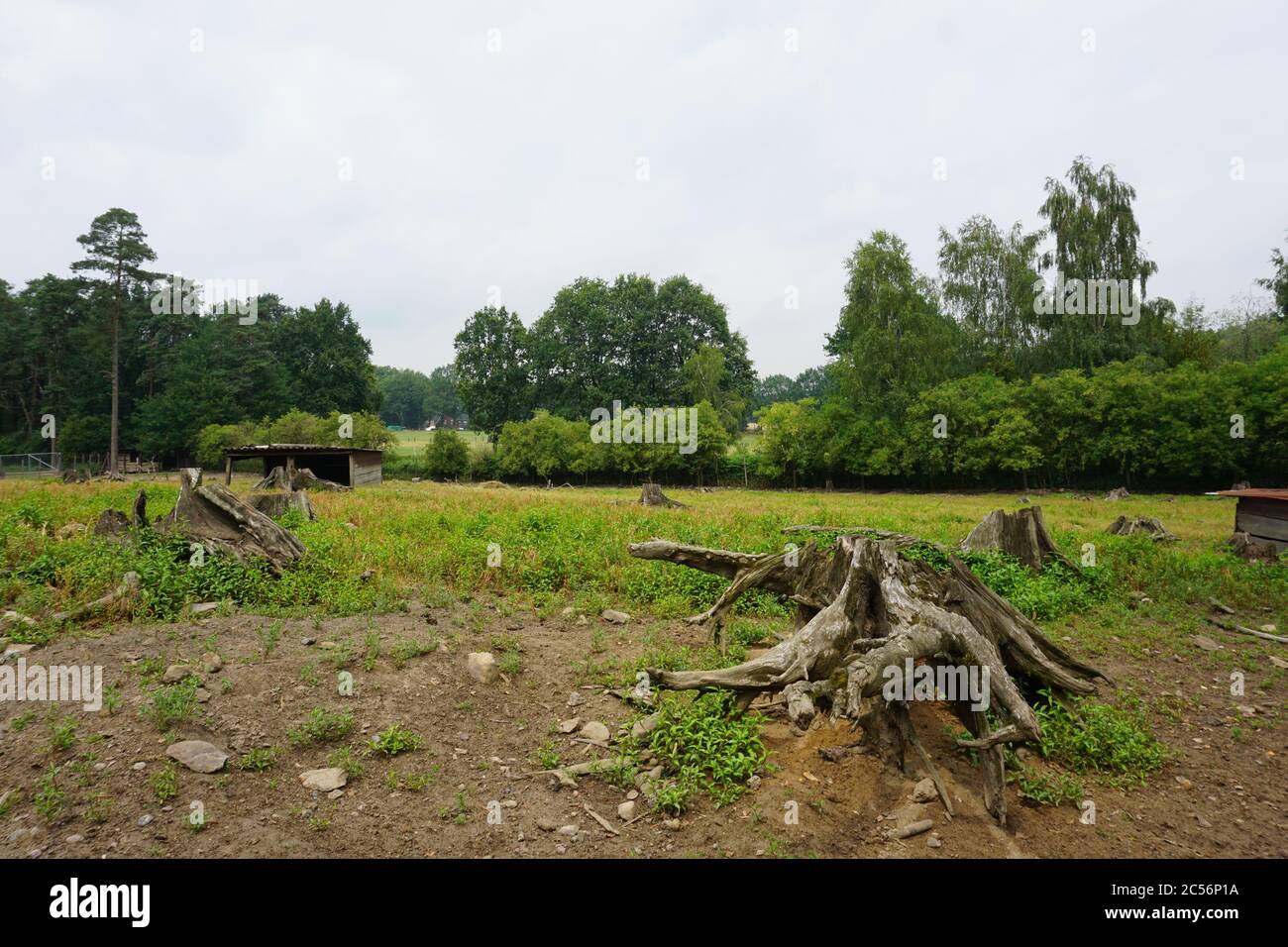 Tree roots in the forest Stock Photo - Alamy