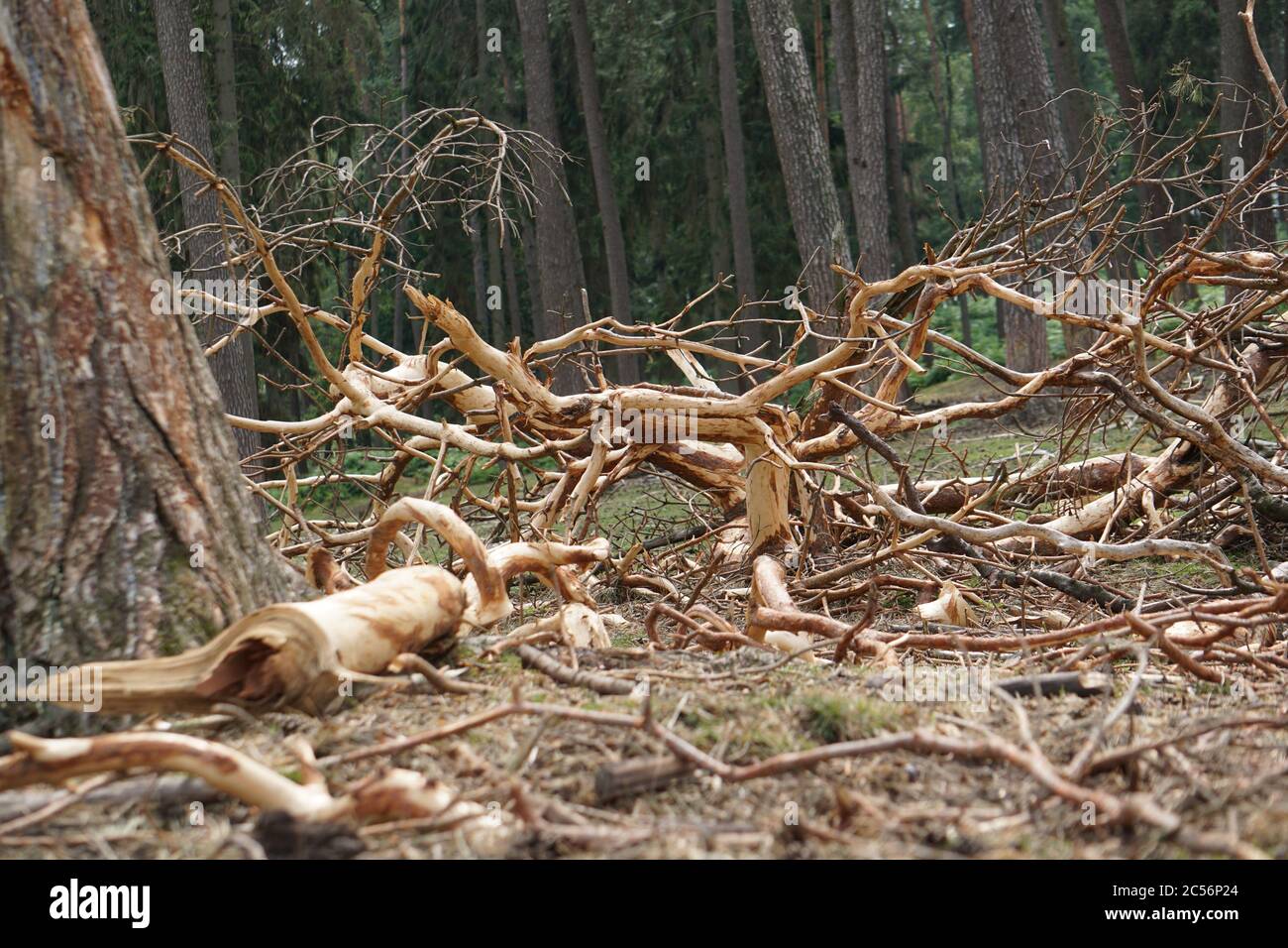 Closeup shot of dried tree branches fallen on the ground Stock Photo ...