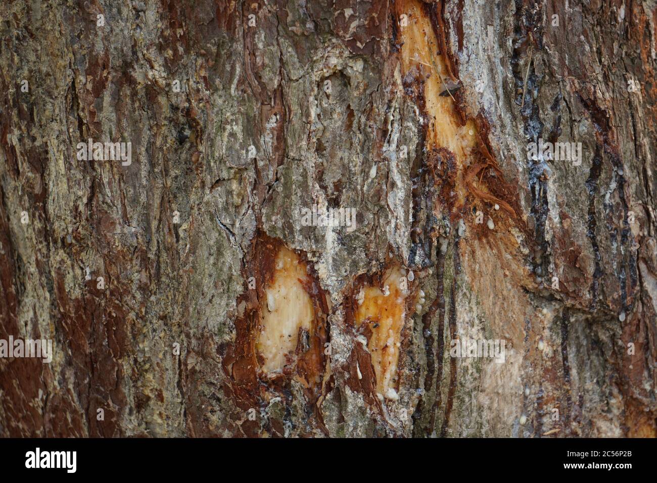 Rough surface of a damaged tree trunk - perfect for the background ...