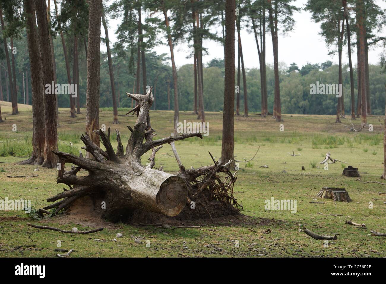 Tree roots in the forest Stock Photo - Alamy