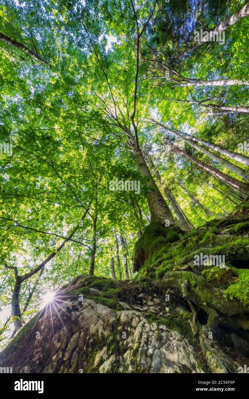 beech forest in the Belluno Dolomites National Park, province of ...
