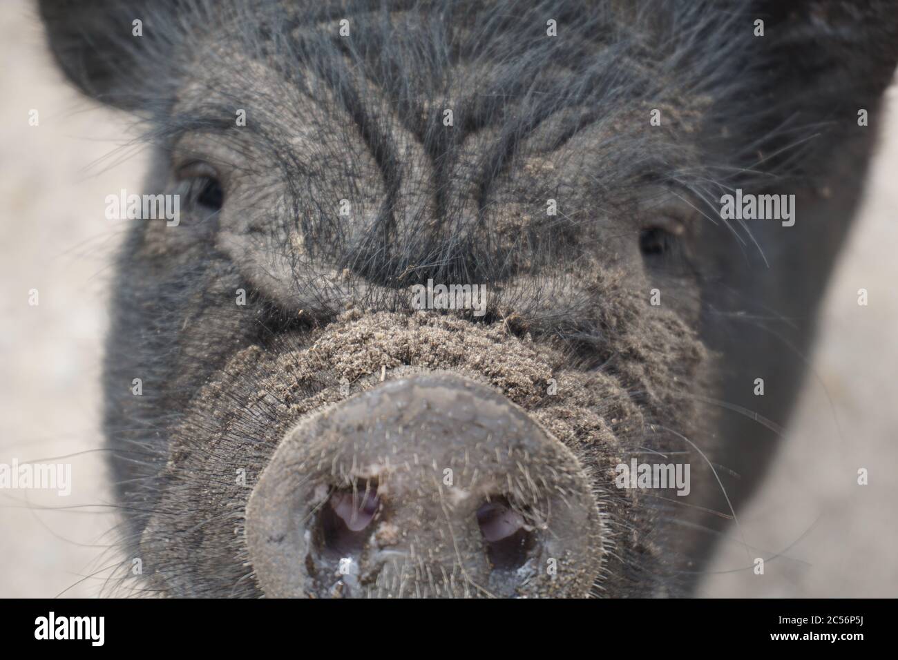 Closeup portrait of a small black pig with a dirty nose and face Stock ...