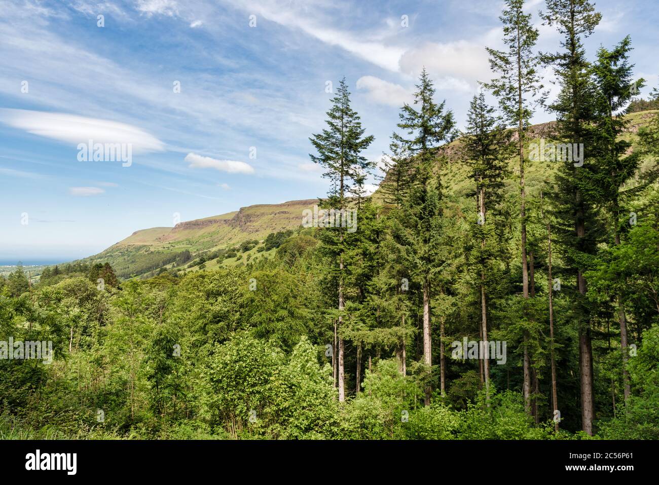 Pine trees in Glenariff Forest Park in County Antrim Northern Ireland ...