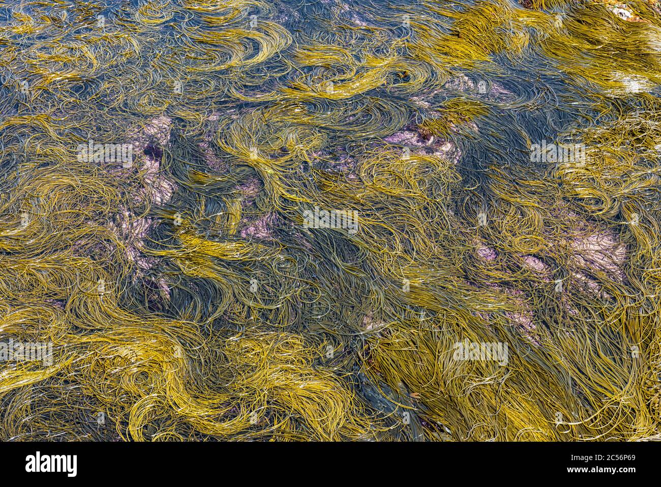 Seaweed in the ocean creating natural texture abstract image Stock ...