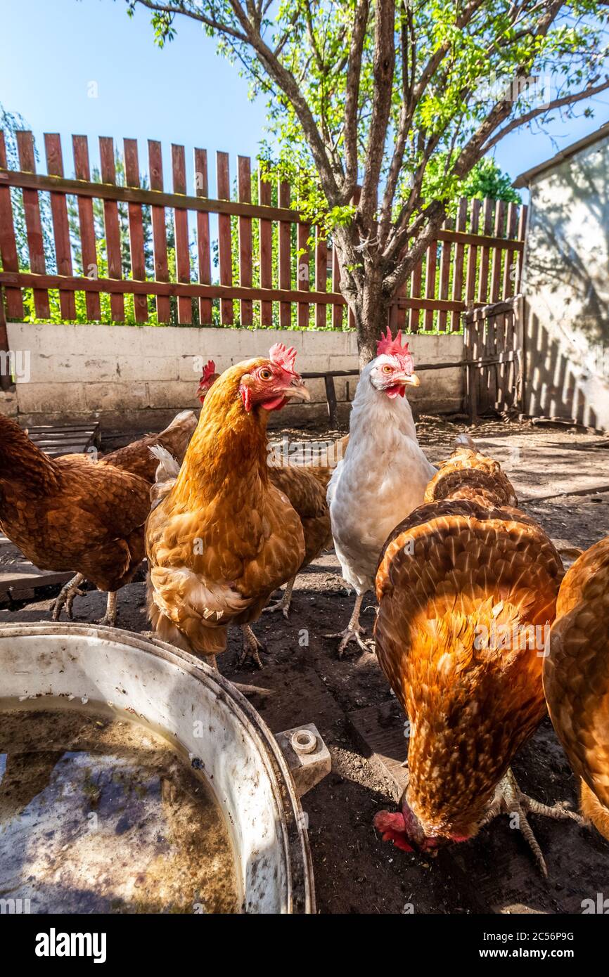 Domestic laying hens walk in the paddock in the backyard Stock Photo ...