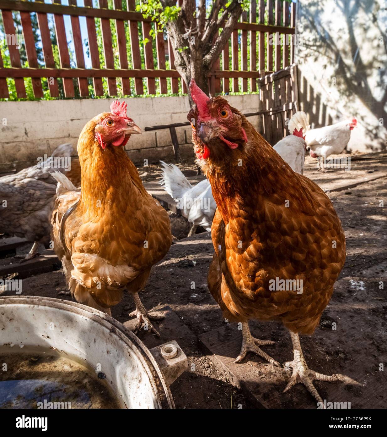 Domestic laying hens walk in the paddock in the backyard Stock Photo ...