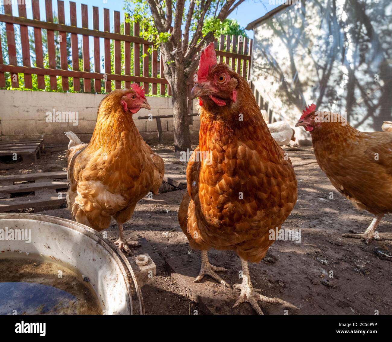 Domestic laying hens walk in the paddock in the backyard Stock Photo ...