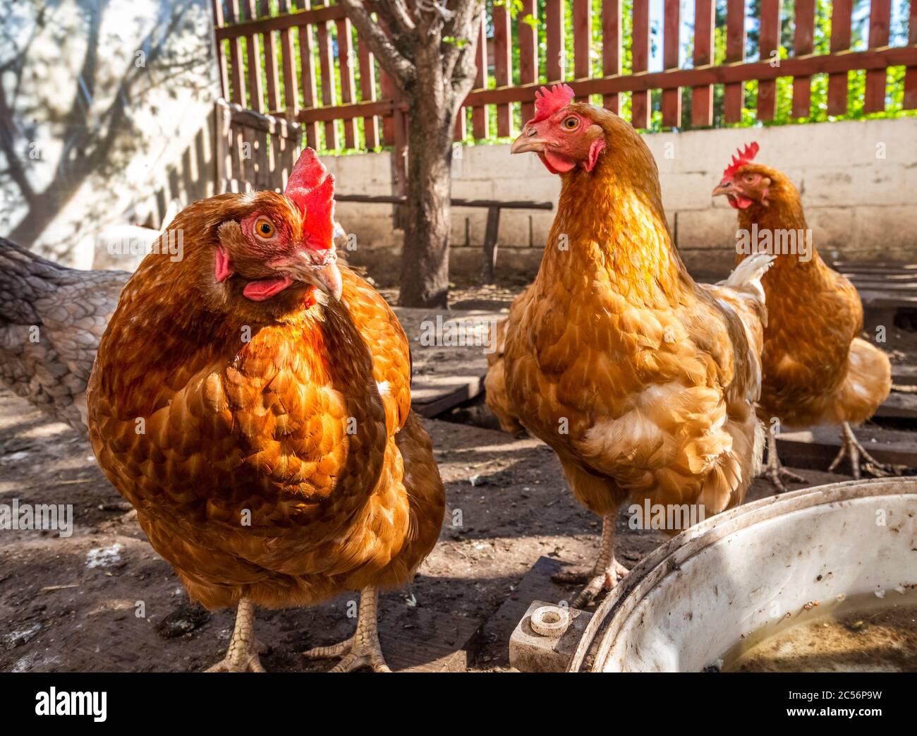 Laying hens in country hi-res stock photography and images - Alamy