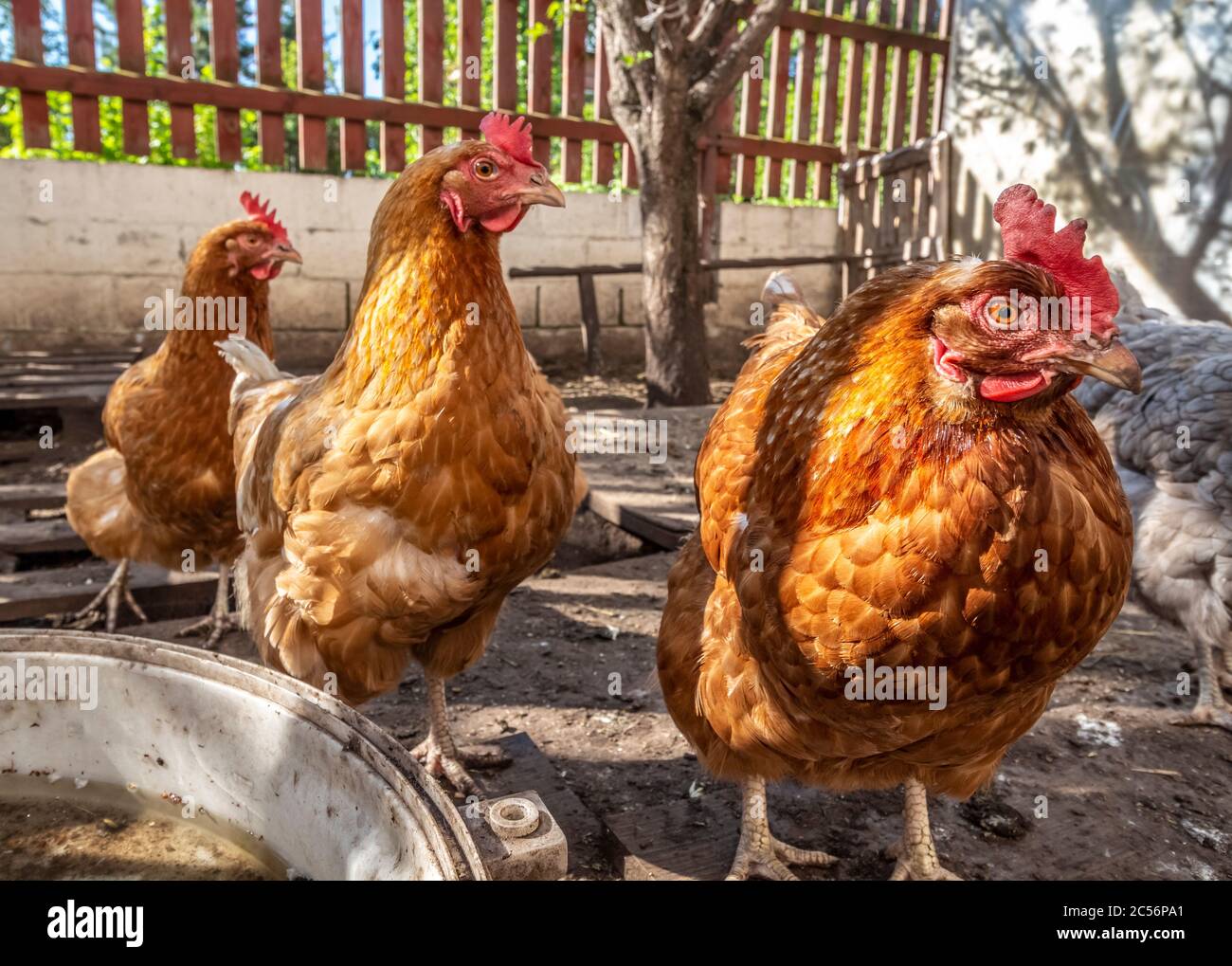 Domestic laying hens walk in the paddock in the backyard Stock Photo ...