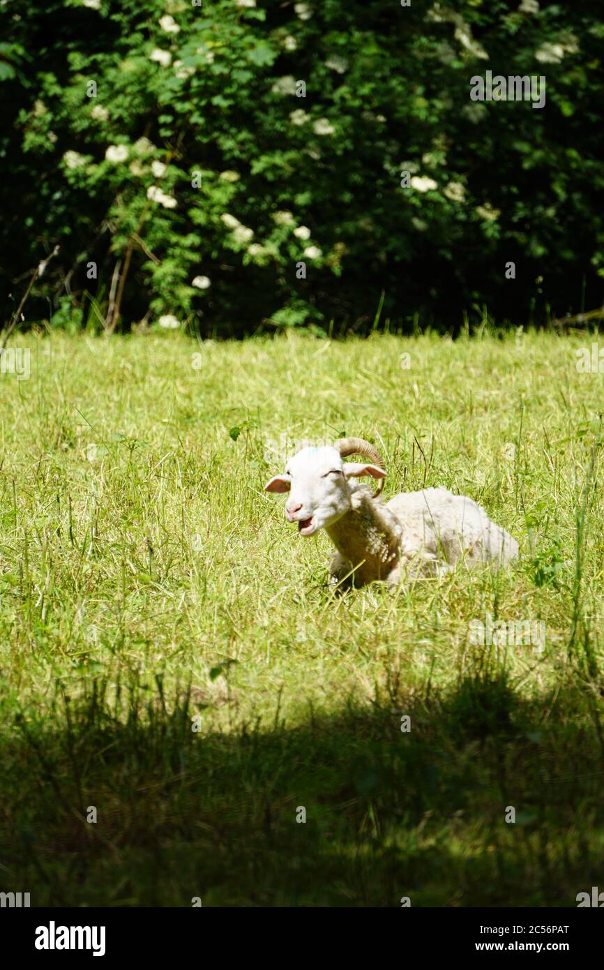 Beautiful shot brown sheep hi-res stock photography and images - Alamy