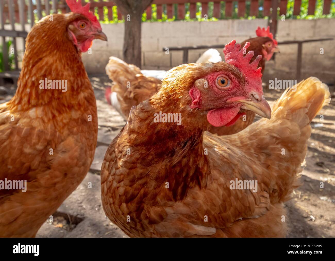 Domestic laying hens walk in the paddock in the backyard Stock Photo ...
