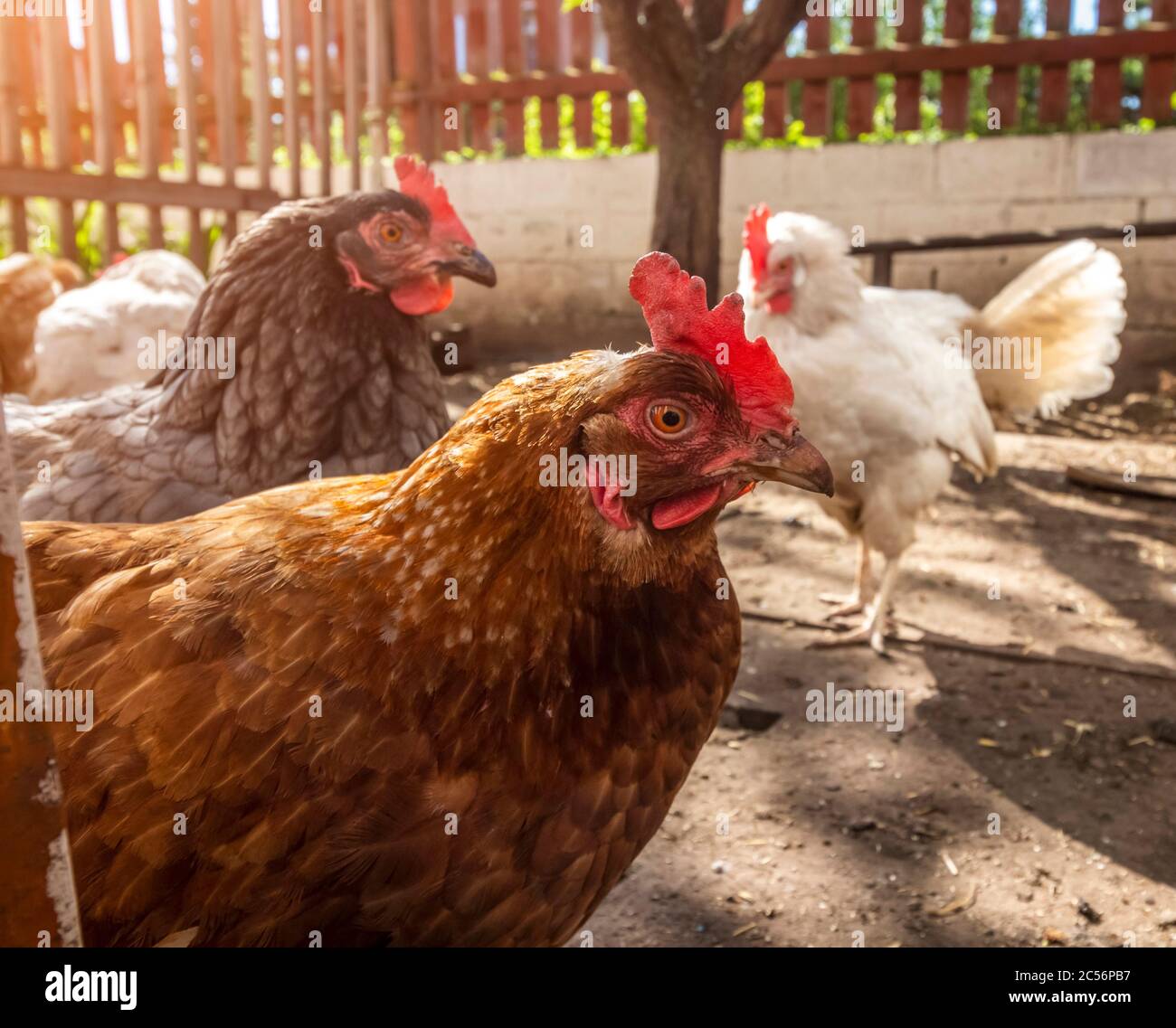 Domestic laying hens walk in the paddock in the backyard Stock Photo ...
