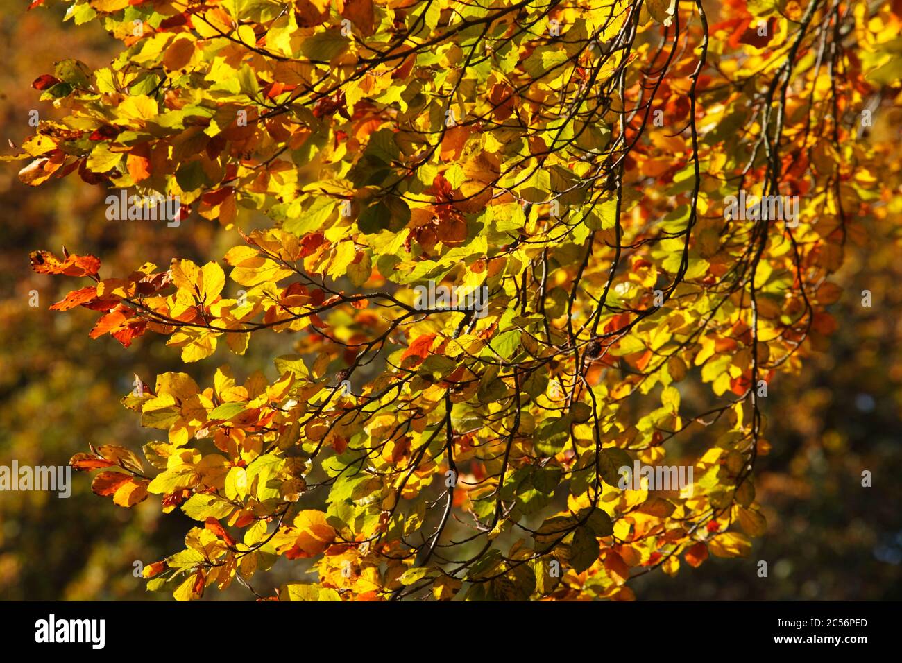 Colorful leaves beech tree hi-res stock photography and images - Alamy