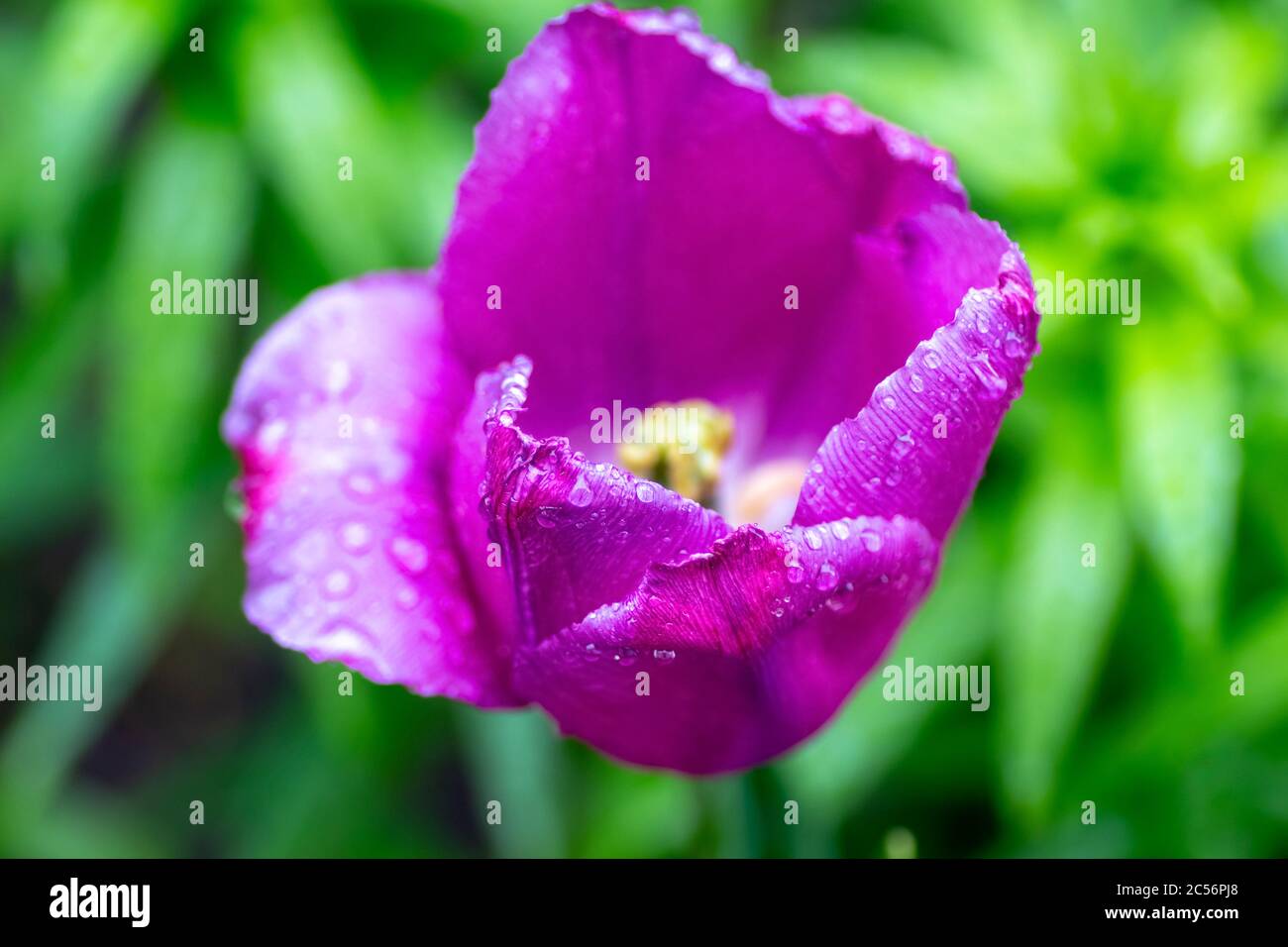 Flowerbed spring flowers opened hi-res stock photography and images - Alamy