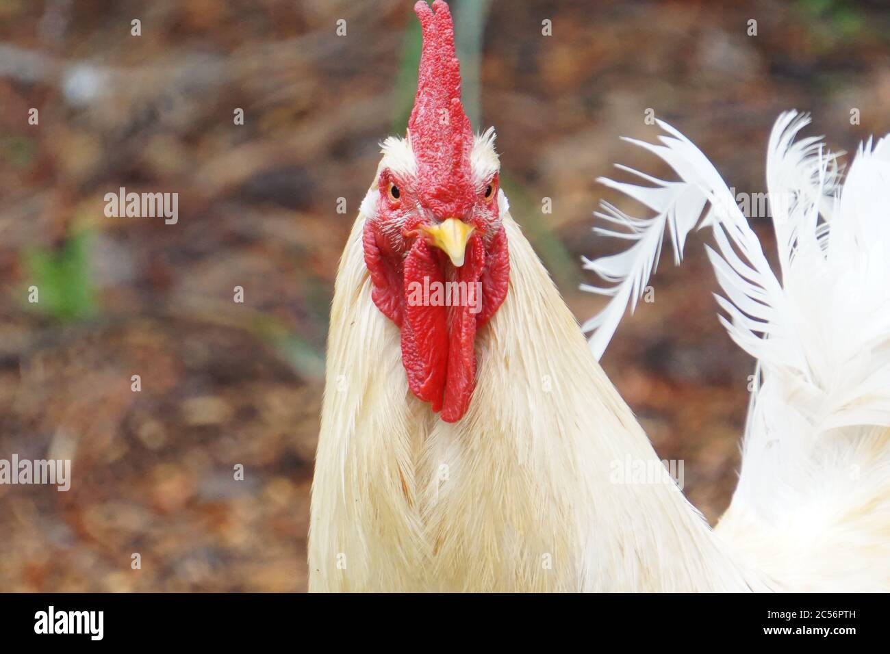 White rooster red comb focus hi-res stock photography and images - Alamy