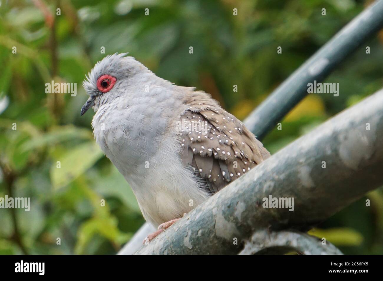 Small red-eye pigeon sitting on a tree branch with blurred green leaves ...