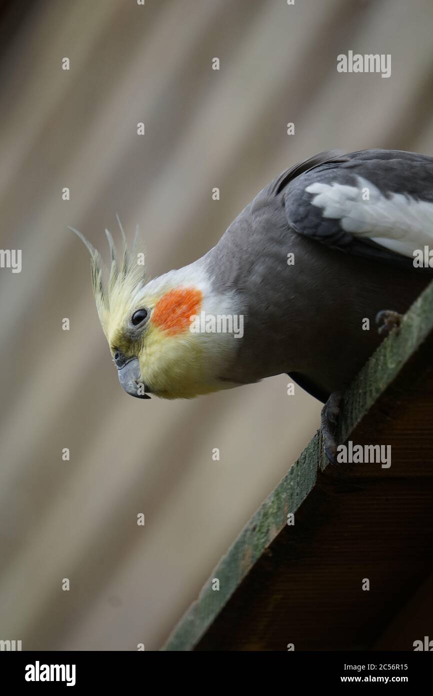 Vertical closeup shot of a corella parrot Stock Photo - Alamy