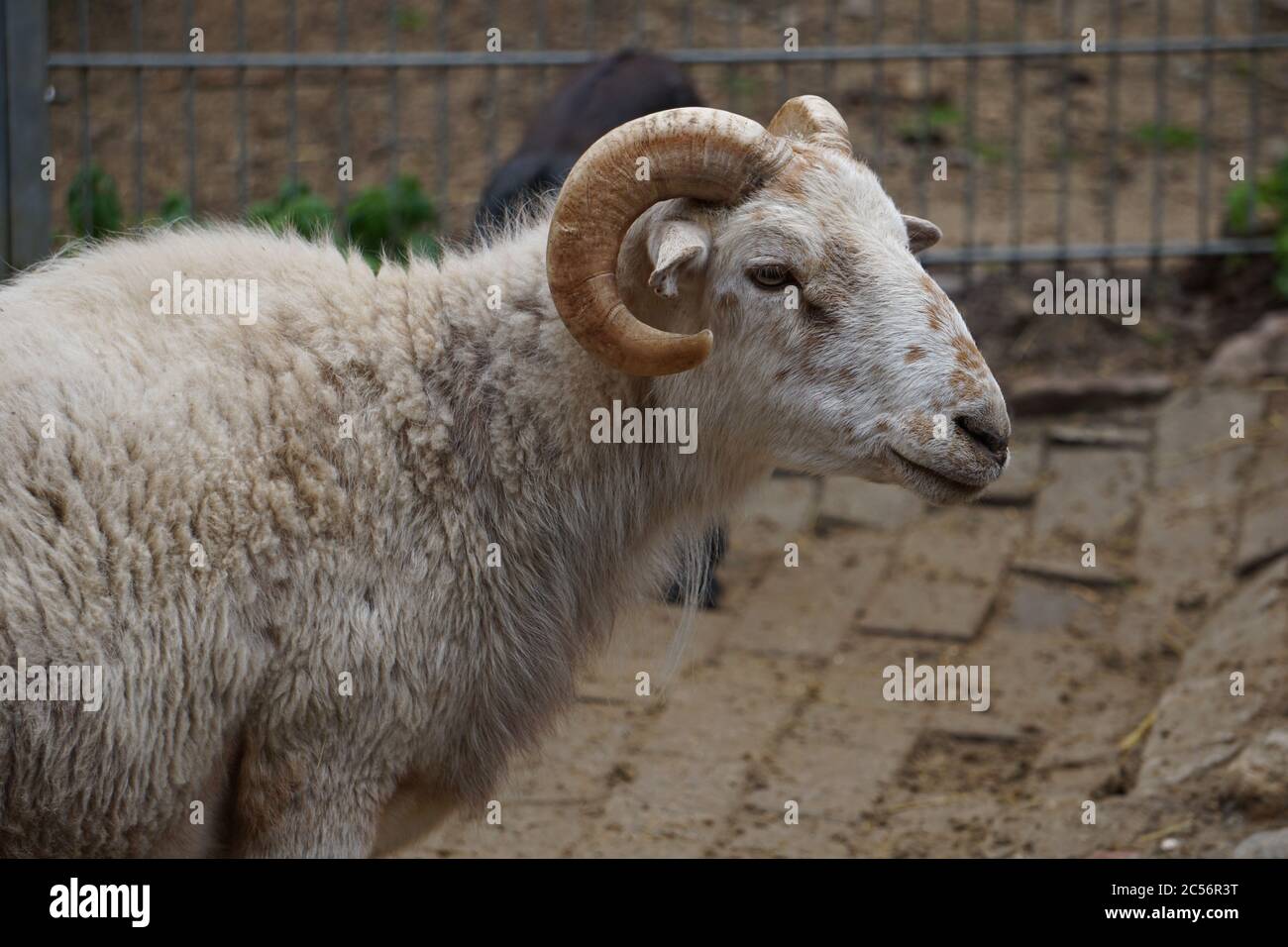 White stone sheep with curved horns standing on the path made of bricks ...