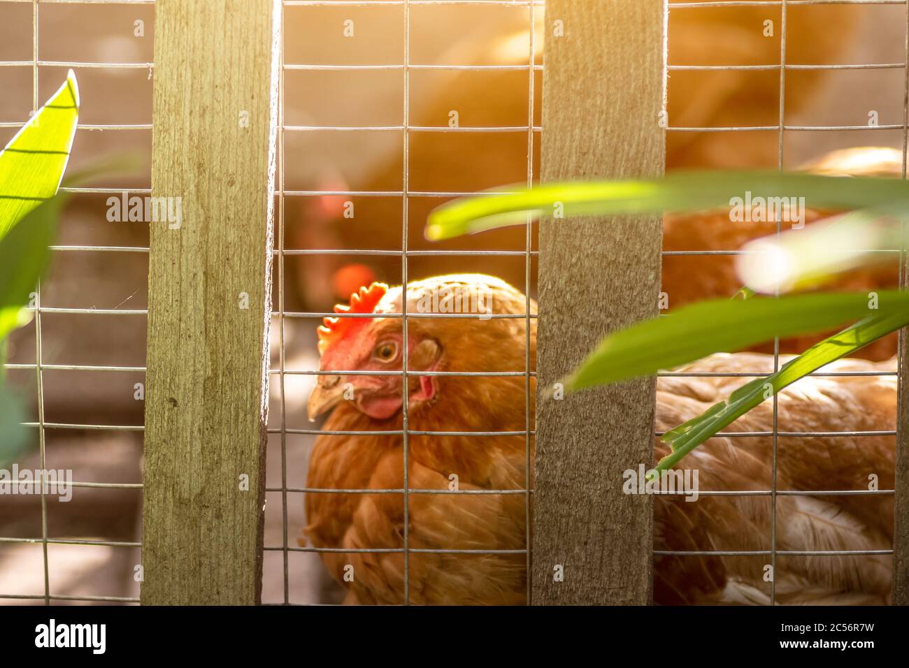 Domestic laying hens walk in the paddock in the backyard Stock Photo ...