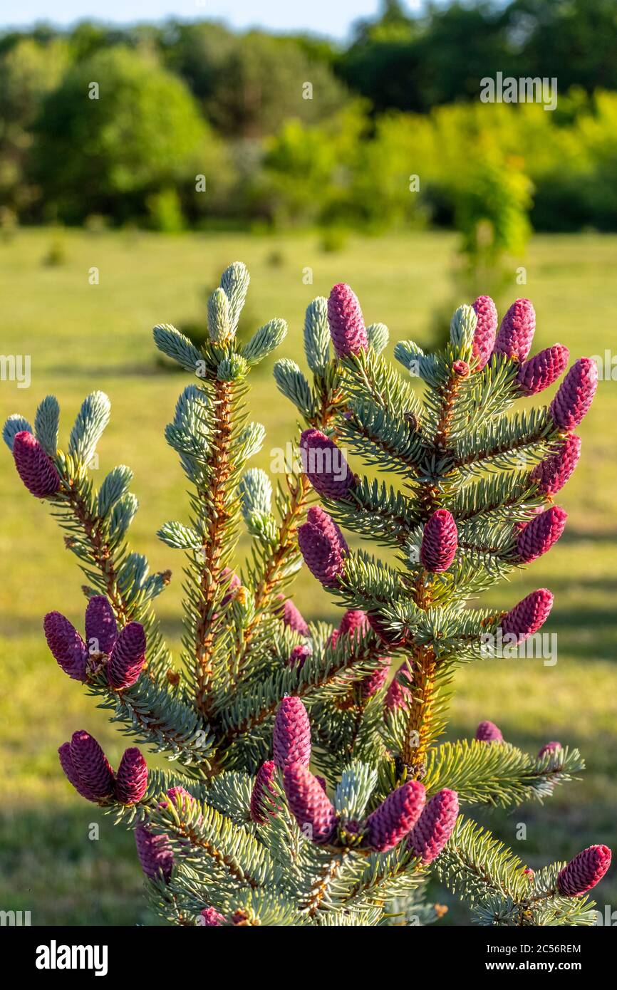 Purple cone spruce hi-res stock photography and images - Alamy
