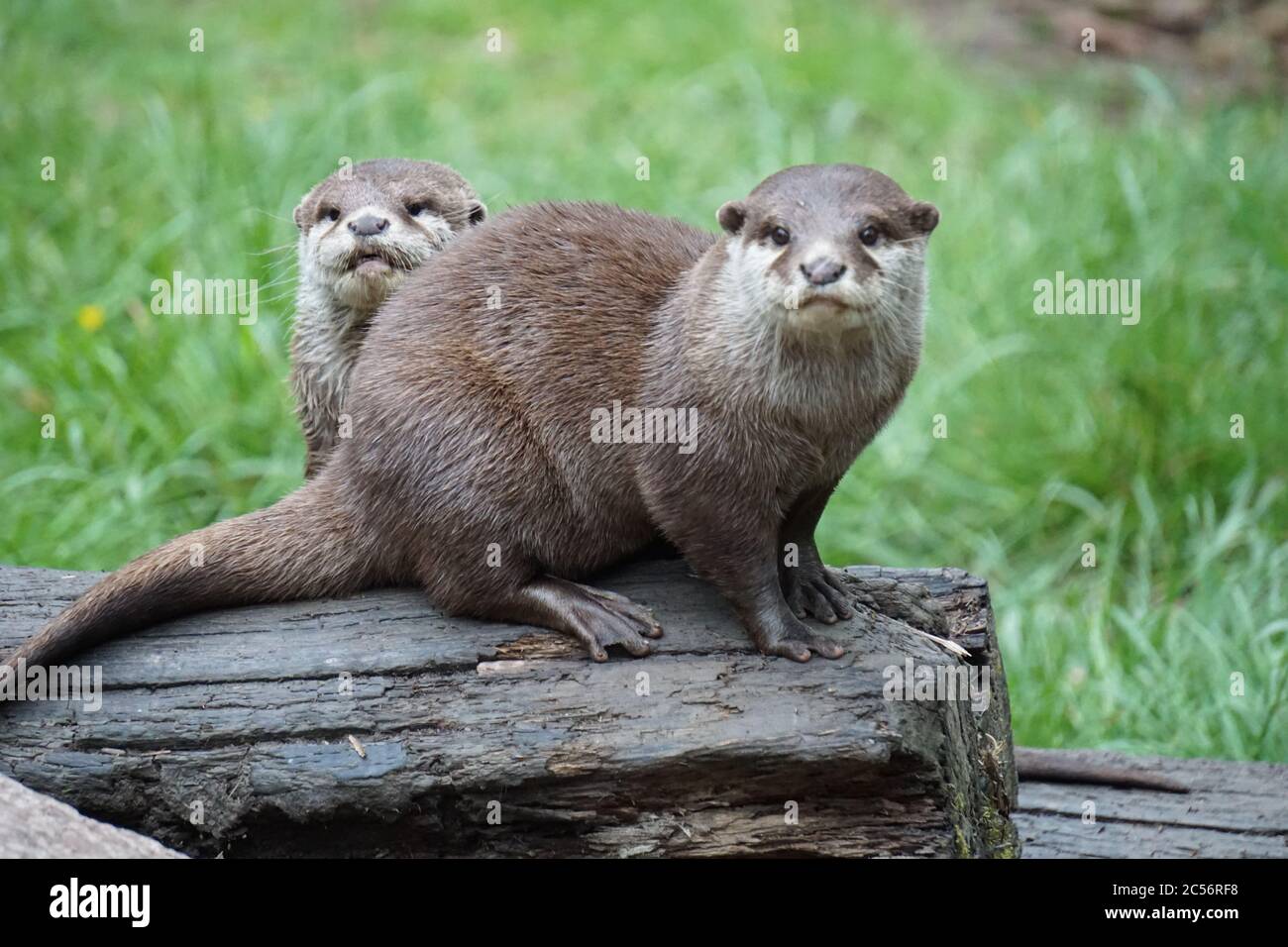 Two otters and green hi-res stock photography and images - Alamy